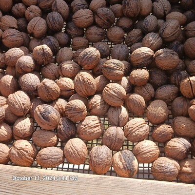 English Walnuts Hand Picked 2024 100% Organic 2 Lbs. | eBay