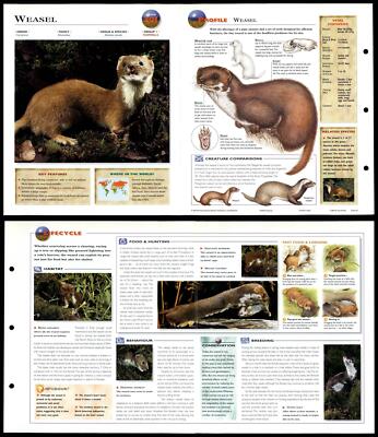 Weasel #301 Mammals - Wildlife Explorer Fold-Out Card | eBay