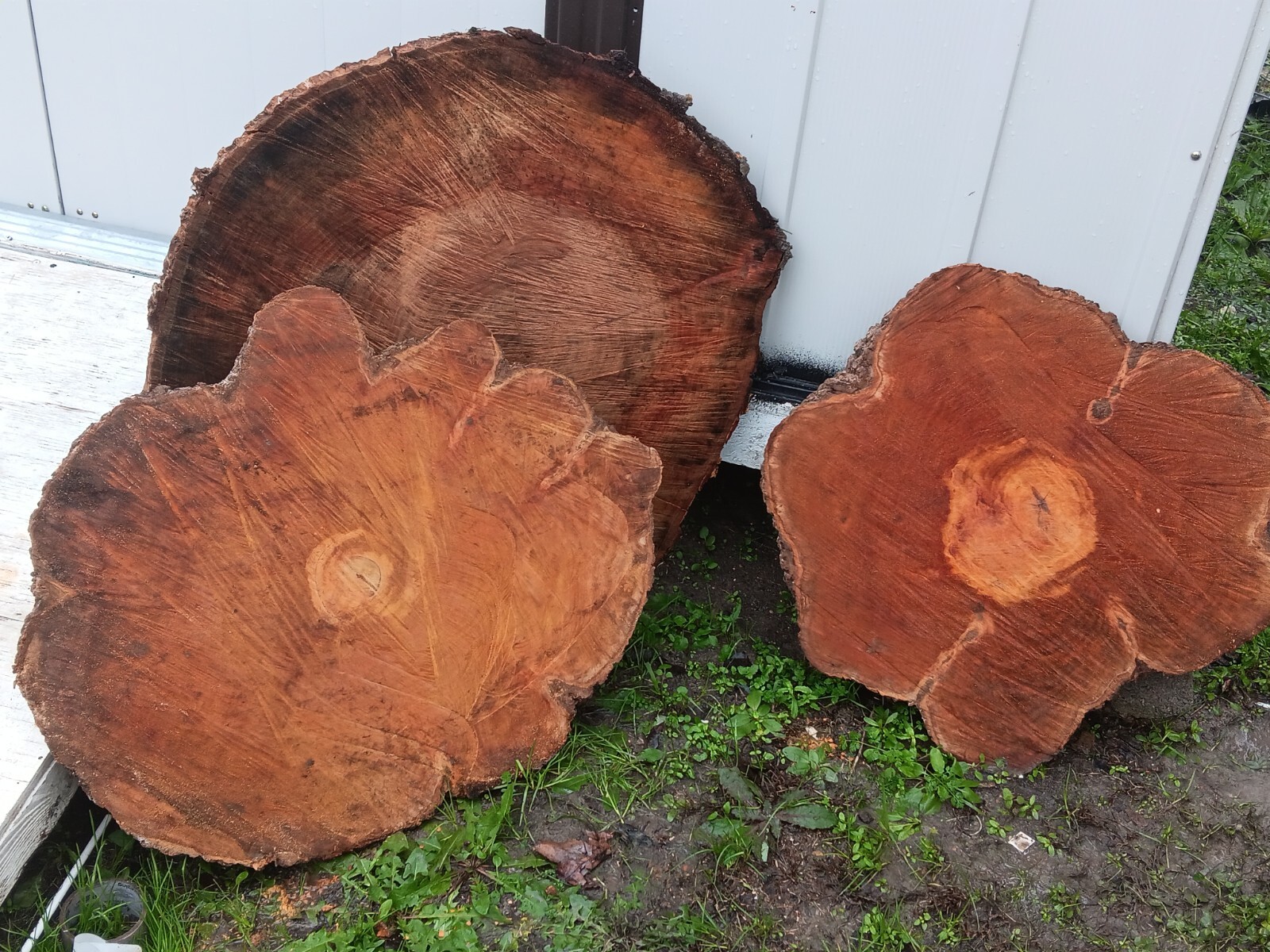 Natural Live edge Pecan round wood slab tree slice, table tops, D.I.Y ...