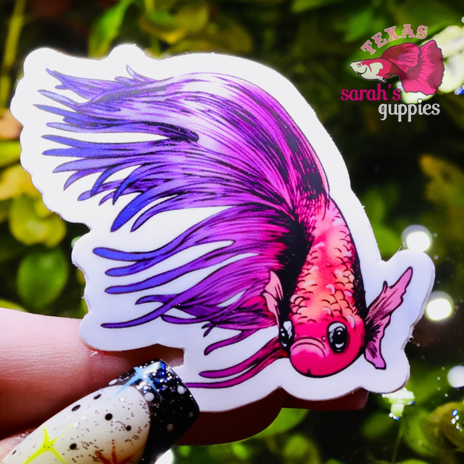 Sunset Betta Fish Sticker: Matte🐠💕 Sarah's Guppies Premium Homemade ...