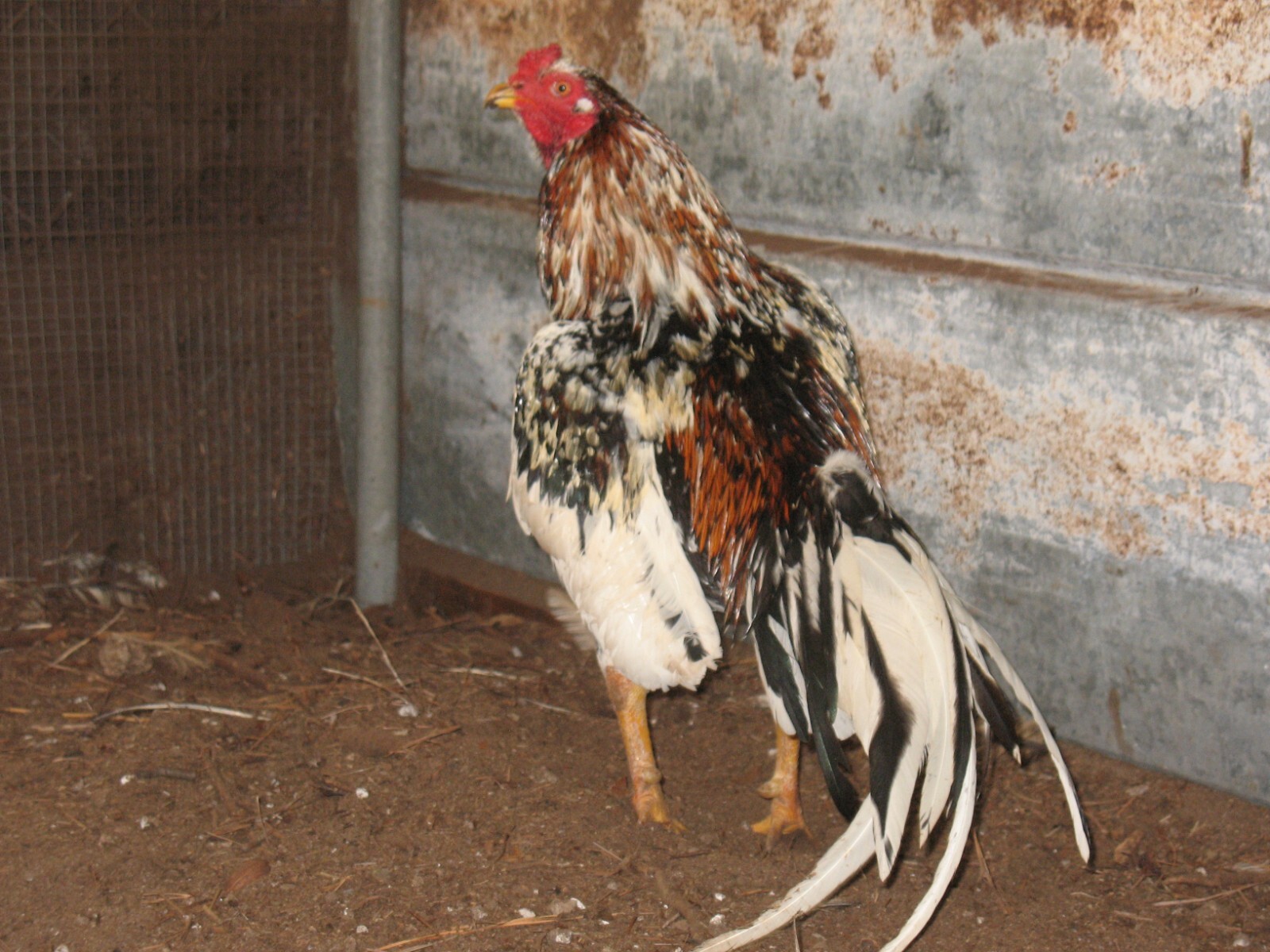 6 SPANGLED "WAHL" ASIL HATCHING EGGS *FRESH FERTILE* ORIENTAL EXOTIC ...