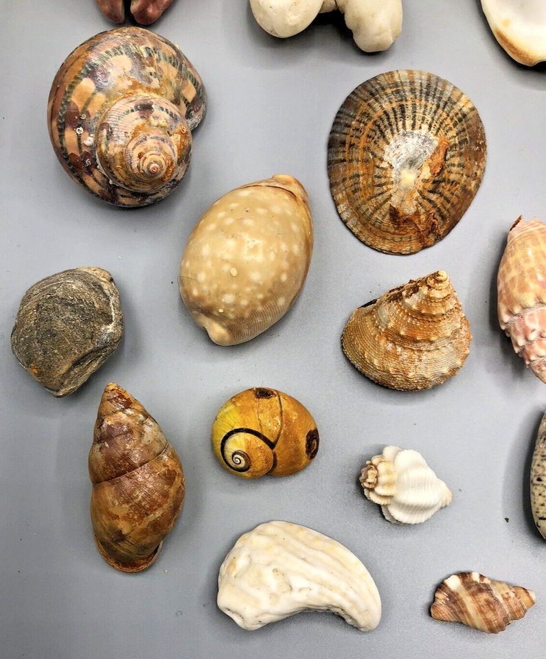 Ocean Sea Shell Lot Medium & Small Volute Spider Speckled Conch ...