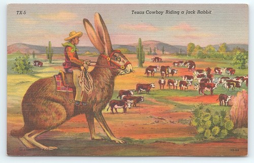 Postcard Texas Cowboy Riding a Jack Rabbit Herding Cattle | eBay