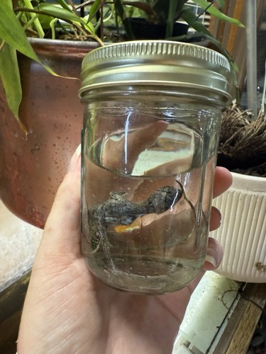Draco Flying Lizard Wet Specimen Oddity Curiosity Reptile Oddities | eBay