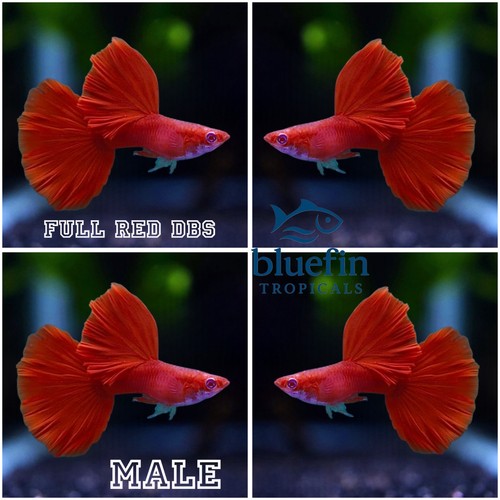 Live Albino Full Red BDS Guppy Fish – 1 Pair (1M/1F) Freshwater USA ...