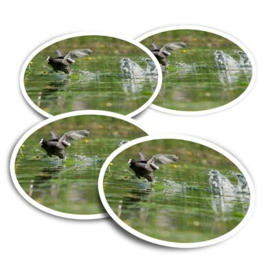 4x Round Stickers 10 cm - Eurasian Common Coot Bird #21507 | eBay
