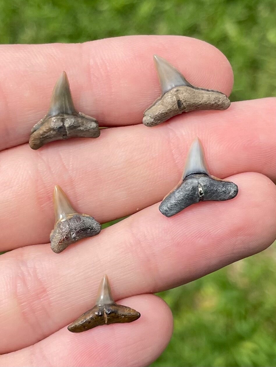 Florida Fossil Lemon Sharks Teeth Lot Miocene Collection | eBay