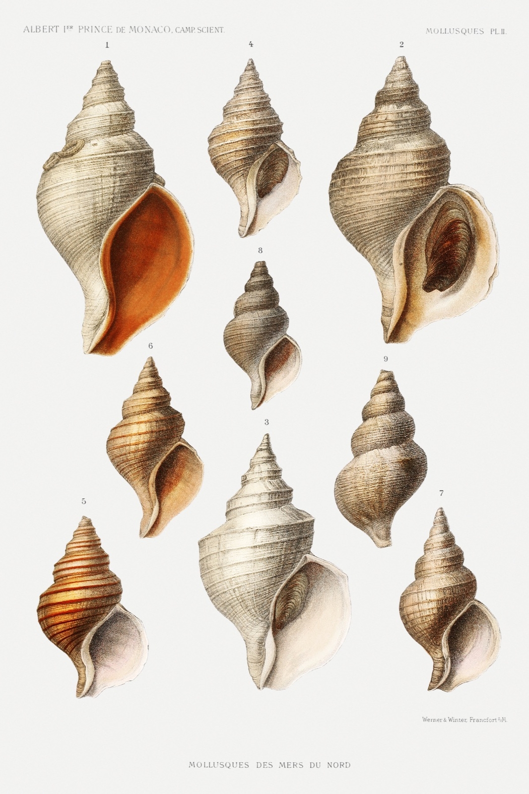 11878.Decoration Poster.Room Home office Wall decor.Nature art.Mollusk ...