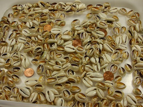 4 Pounds 1,400 PCS Cut Cowrie Shells Wholesale Bulk Lot (No Holes) (UDP ...