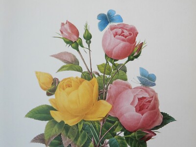 Redoute Flowers YELLOW & PINK ROSES Botanical Art Print Illustration ...