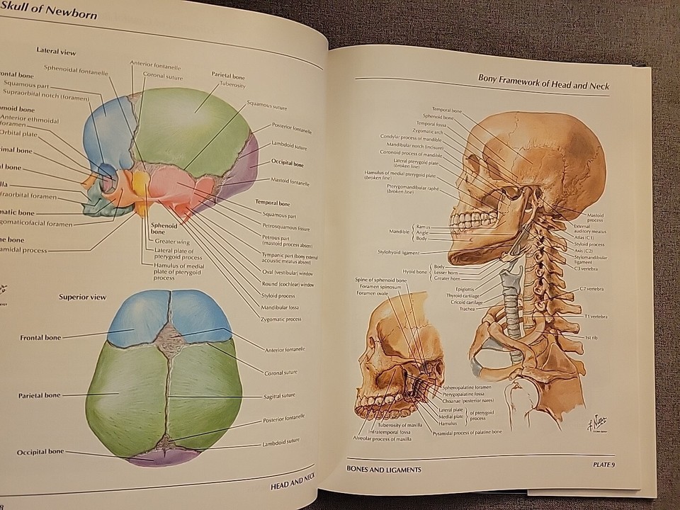Anatomy Of The Head And Neck And Thorax From Atlas Of Human Anatomy ...