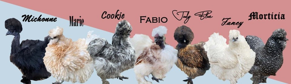 12 Silkie, Satin, Showgirl, Frizzle Fertile Chicken Eggs- NPIP ...