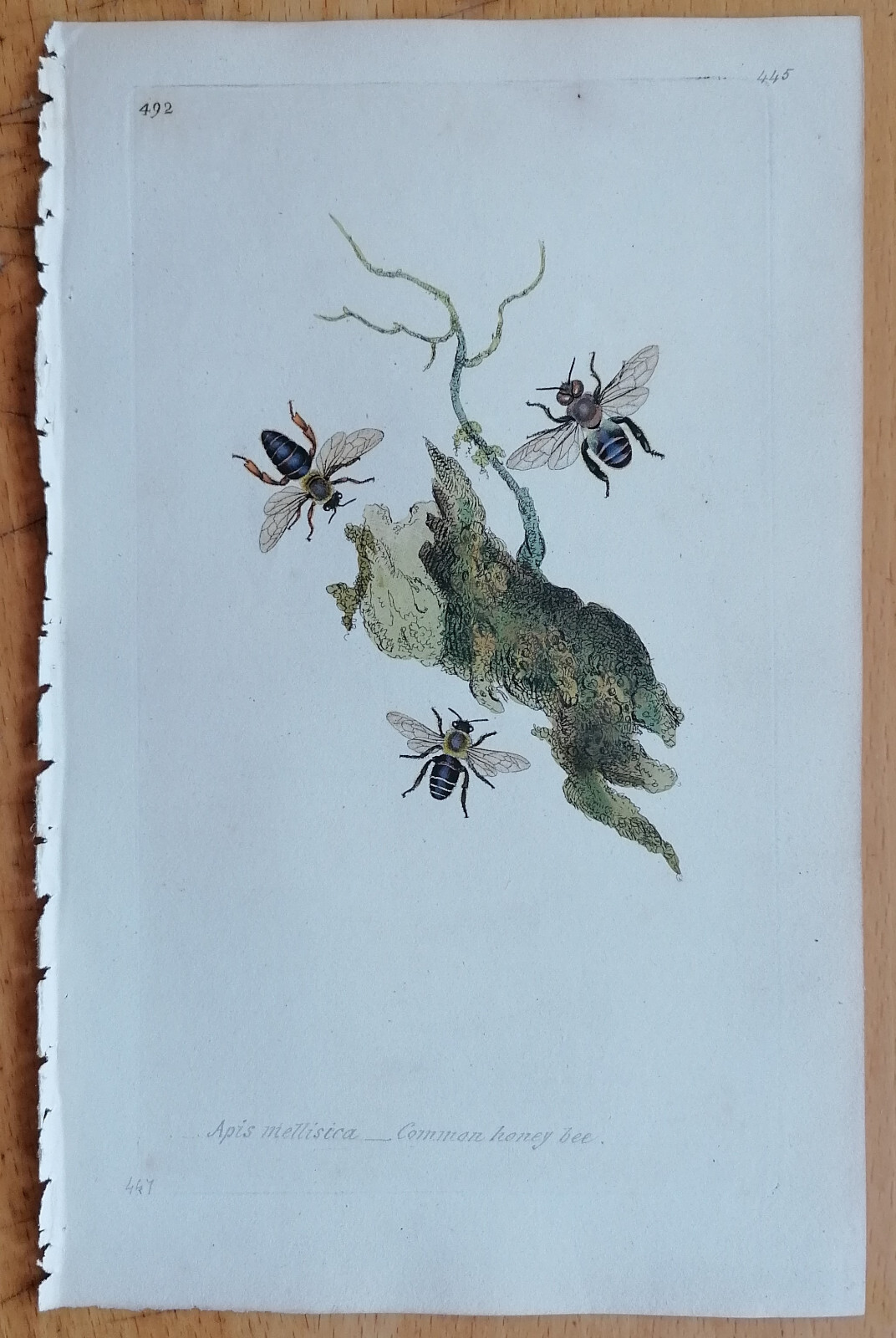 Apis melilisica Bee - Donovan Insects Rare Colored Print - 1792 | eBay