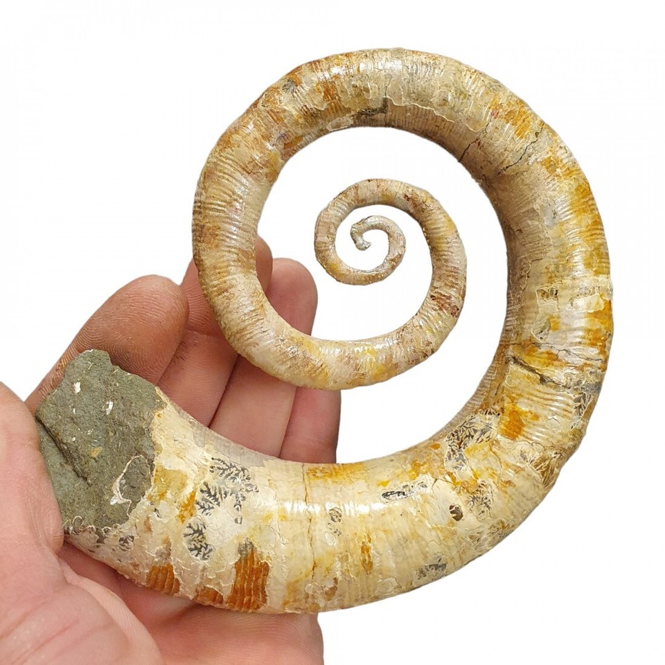 ammonite fossils Ephamulina arcuata albian cretaceous madagascar fossil ...