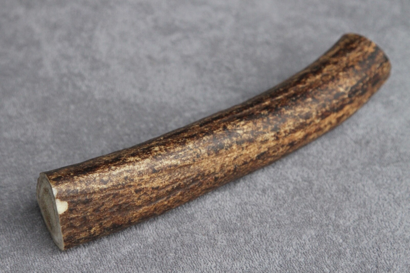 REAL RED DEER ANTLER SECTION EXTRA LONG FOR A KNIFE HANDLE OR DOG CHEW ...