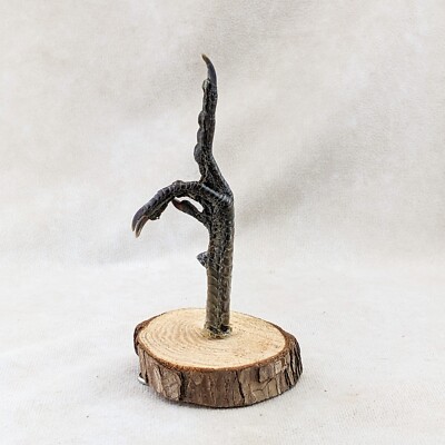 U38d Pheasant foot Claw finger flipping the bird Taxidermy Oddities ...