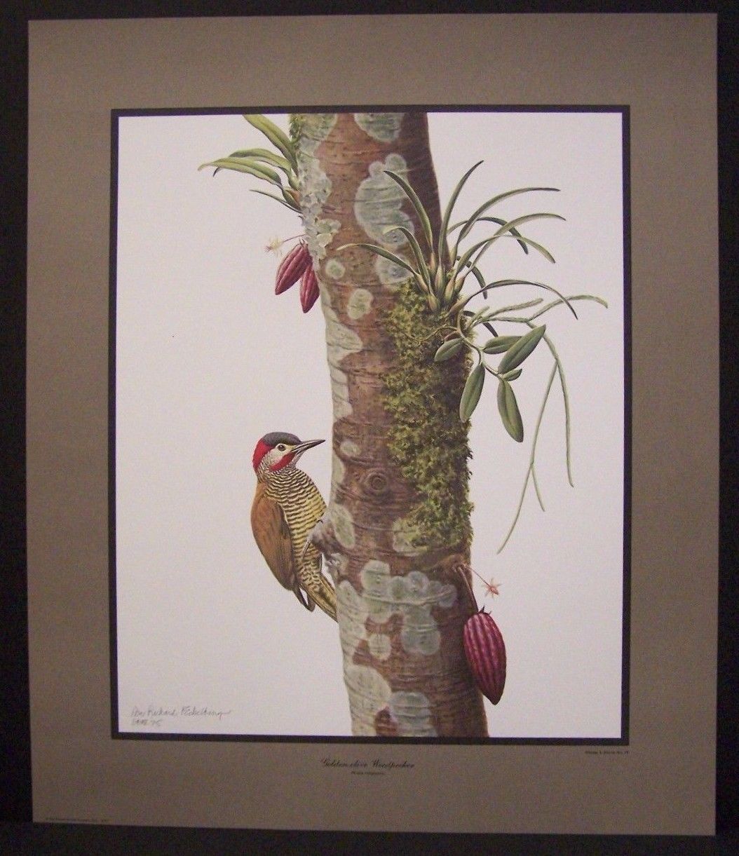 Golden Olive Woodpecker, Don R. Eckelberry, Limited Edition Print | eBay