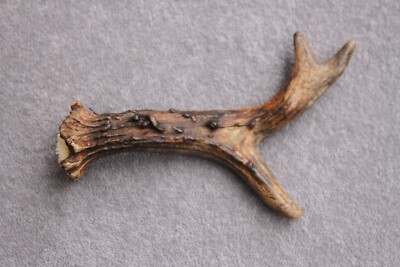 NATURALLY SHED WILD ROE DEER ANTLER (HORN, CABIN, KNIFE, CARVING, ART ...