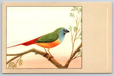 Pintailed Nonpareil Bird P. Sluis Series 2 No 19 Vtg 1959 Postcard A13 ...