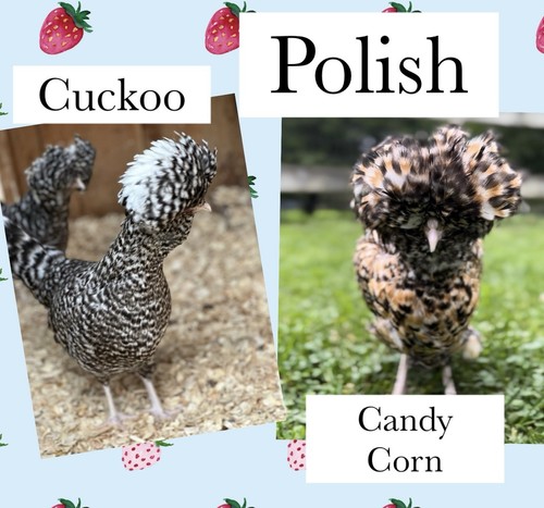 Candy Corn + Cuckoo Polish Hatching Fertile Eggs | eBay