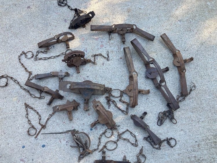 LOT Of 15 Vintage Small Game Traps Victor Kangaroo Blake Lamb High Grip ...