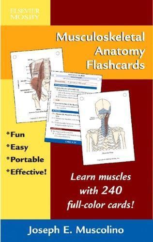 Musculoskeletal Anatomy by Joseph E. Muscolino (2005, Cards,Flash Cards ...