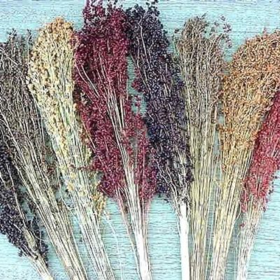 Broom Corn Seed: Multi Color Broom Corn Seeds Fresh Seed | eBay