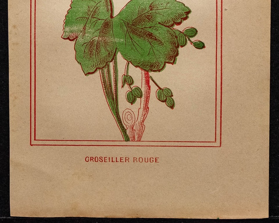 1886 - Red Currant - Botanical - Medicinal Plant in Color | eBay UK