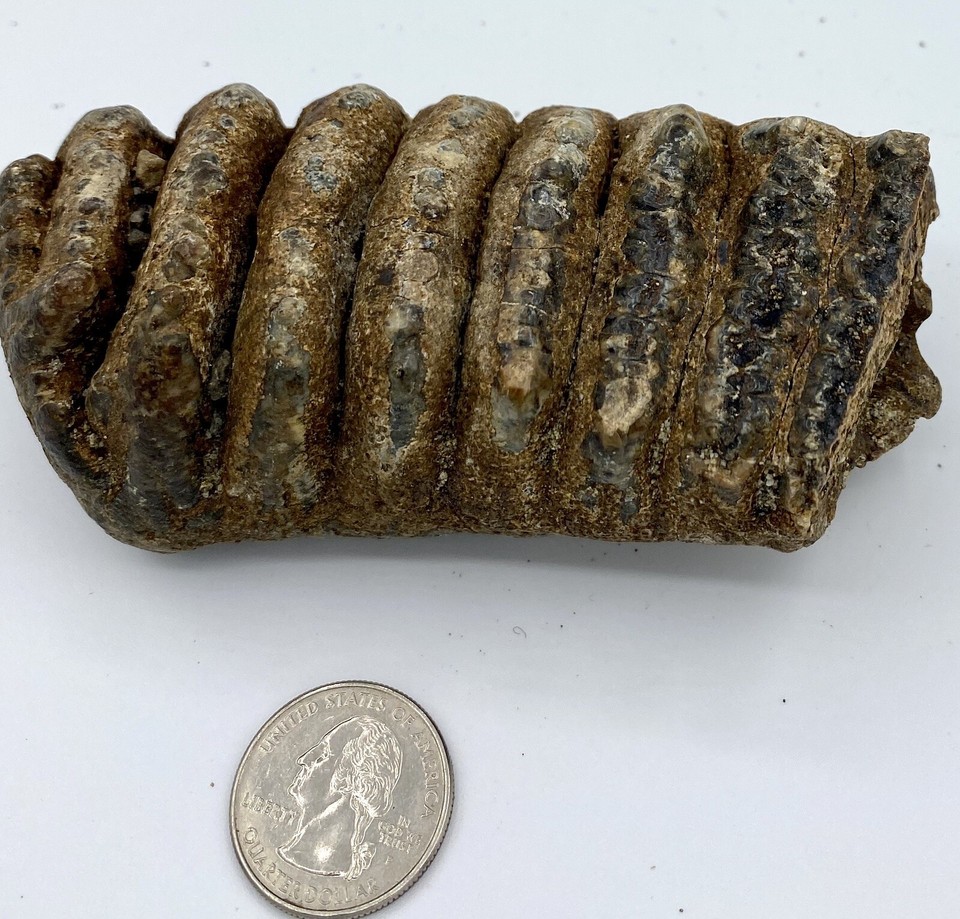 STEGODON Juvenile TEETH GENUINE FOSSIL Java Indonesia S10 | eBay