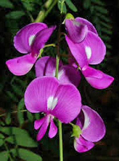 Swainsona galegifolia - Darling Pea - 30 Seeds | eBay Australia