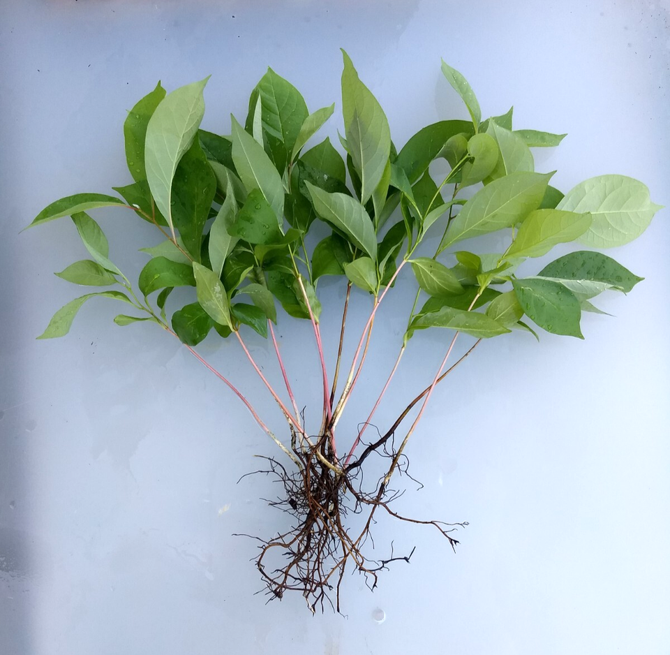 PERSIMMON TREELINGS ** BUNDLE OF FIVE ** SEEDLINGS ** DIOSPYROS ...