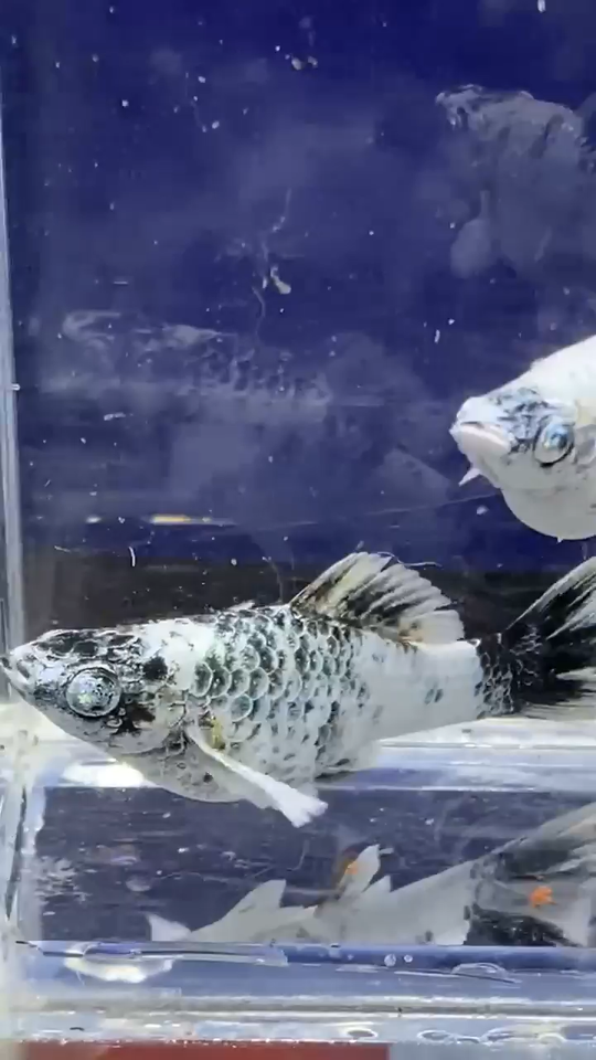 Molly Zebra Roundtail Blue Eyes LIVE FISH HIGH QUALITY USA Local ...