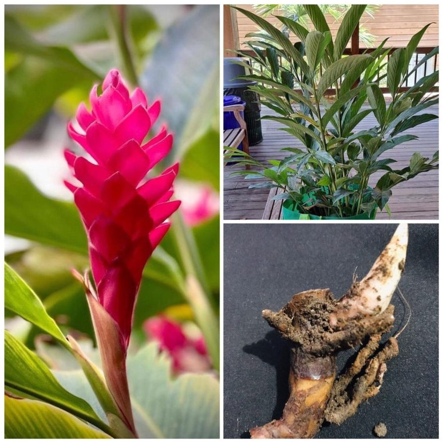Alpinia Purpurata Bulb
