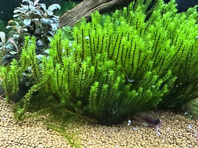 Hookeriaceae Moss - Rare Live Submerged Aquarium Plant | eBay