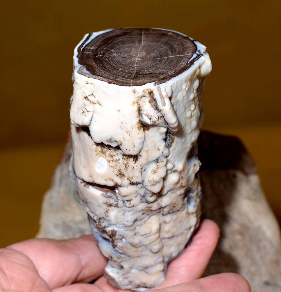 !WOW! Blue Forest Botryoidal Agatized Petrified Eocene Wood Tree Branch ...