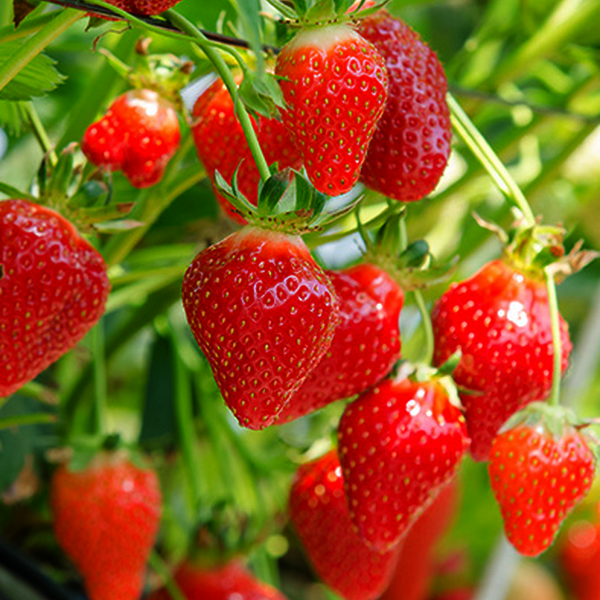 Grow Strawberries French