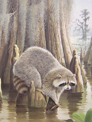 Arthur Singer Raccoon Cypress Swamp Signed Limited Edition Art Print | eBay