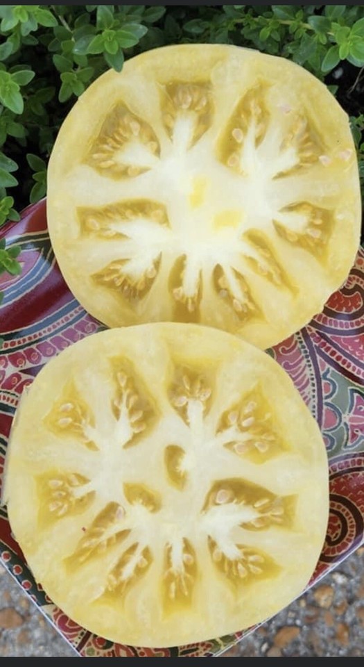 White Tomesol Tomatos seeds Heirloom. 🇺🇸 NJ Check My Store For More | eBay