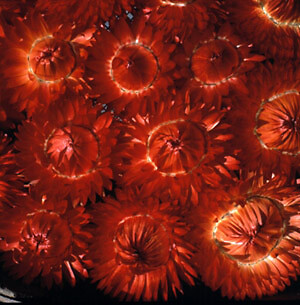 Helichrysum Monster Fireball Red 2,000 seeds | eBay