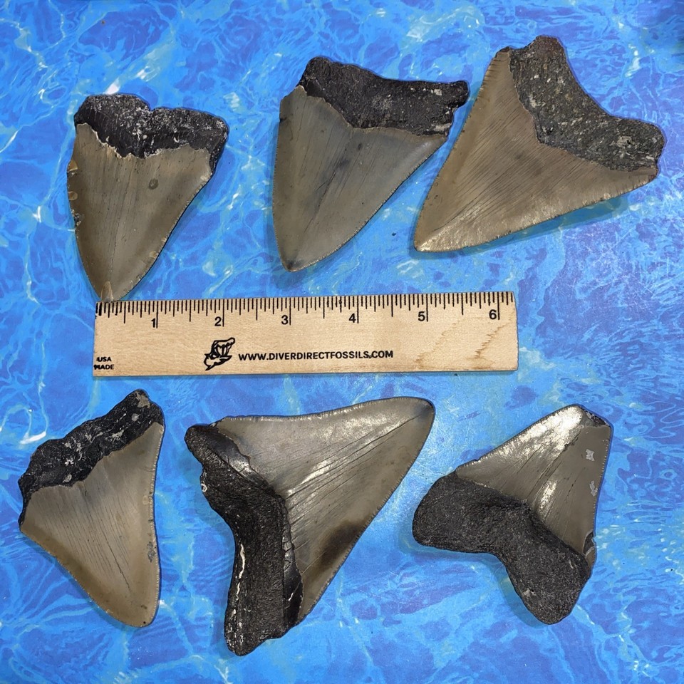 MEGALODON SHARK TEETH 1 POUND FRAGS TEETH MEG SCUBA DIVER DIRECT FOSSIL ...