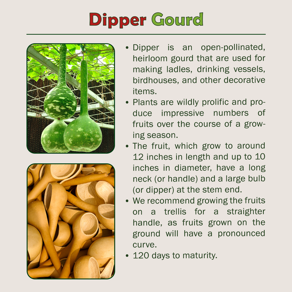 10 Dipper Gourd Seeds, Heirloom, Non-GMO, Genuine USA | eBay