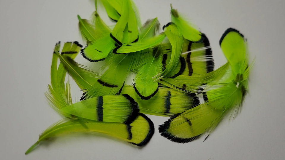 LADY AMHERST - PHEASANT TAIL FEATHERS - 1-2" - CHARTREUSE - Fly Tying ...