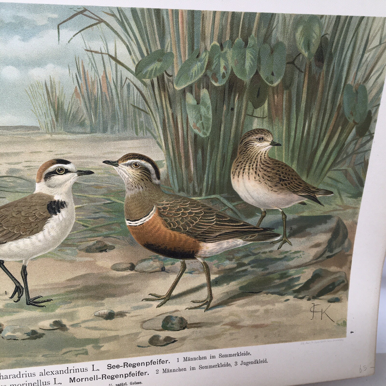 Original Chromolitho by Franz Eugen Kohler Shore Birds Dotterel Plover ...