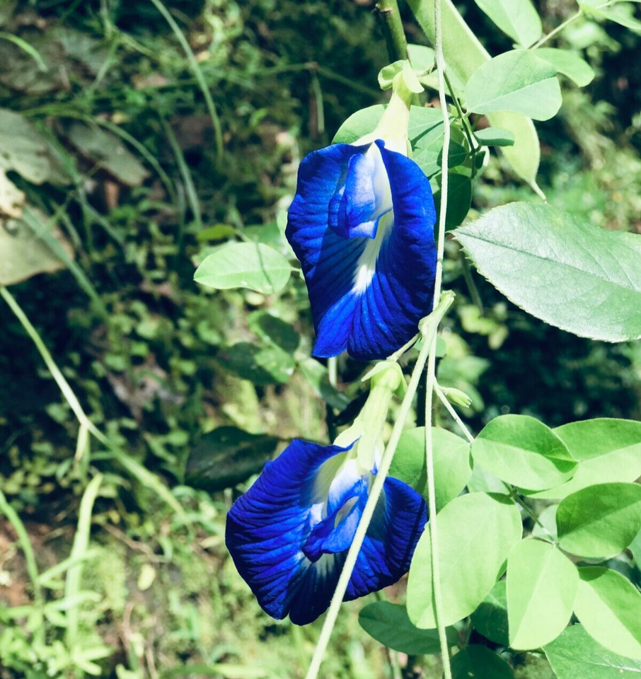 Blue Butterfly Pea Ternatea Clitoria Flower Seeds 100+ 100% Organic Nil ...