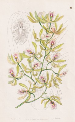 Epidendrum Alatum Orchid Guatemala Botany Edwards Copperplate Engraving ...