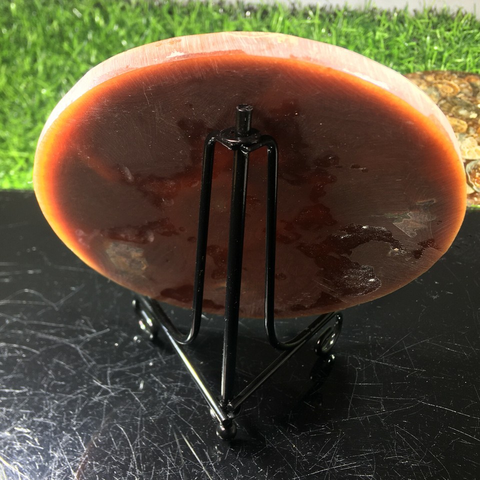 Natural Ammonite Disc Fossil Conch Specimen Healing +Stand 1PC | eBay