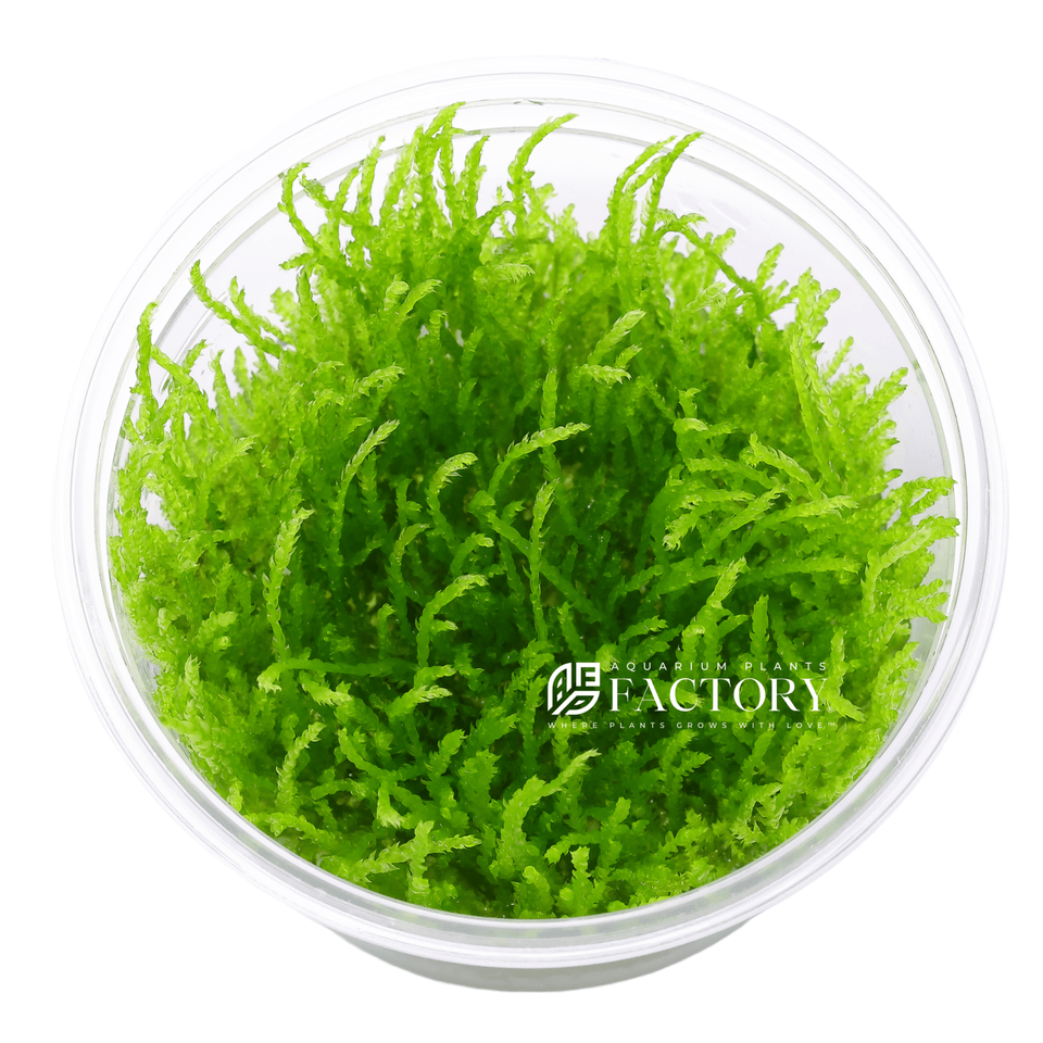 Weeping Moss Tissue Culture | eBay