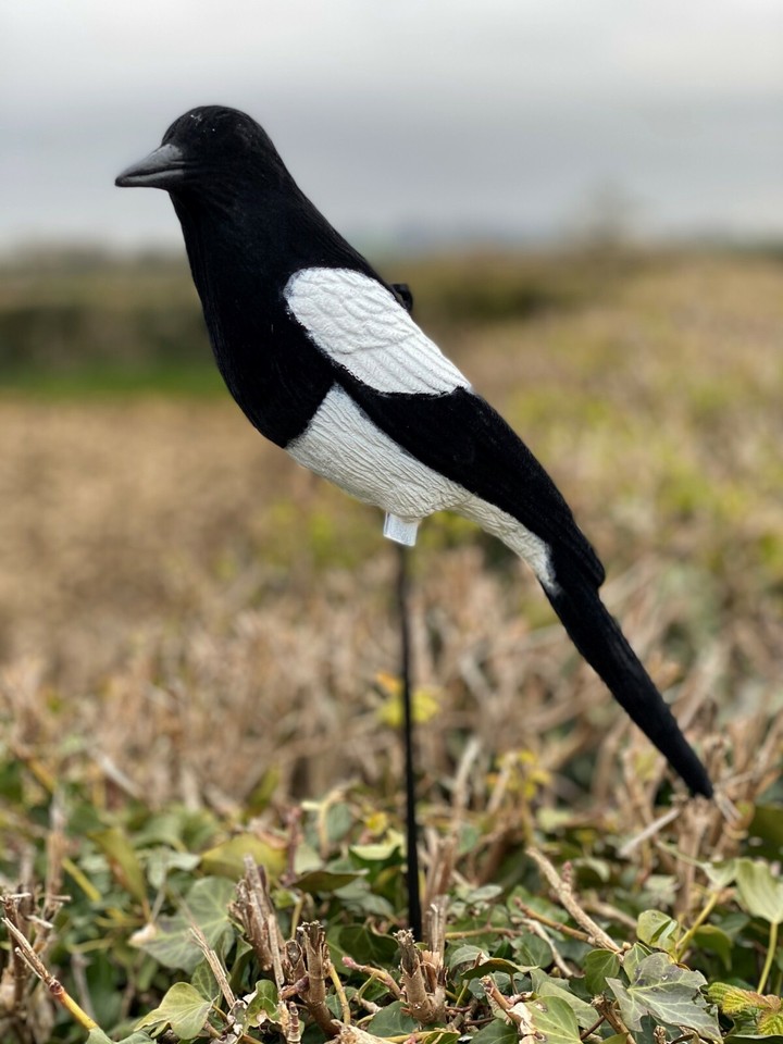 Magpie Flocked Decoy Larsen Trap Bird Decoying Shooting Fake Bird inc ...