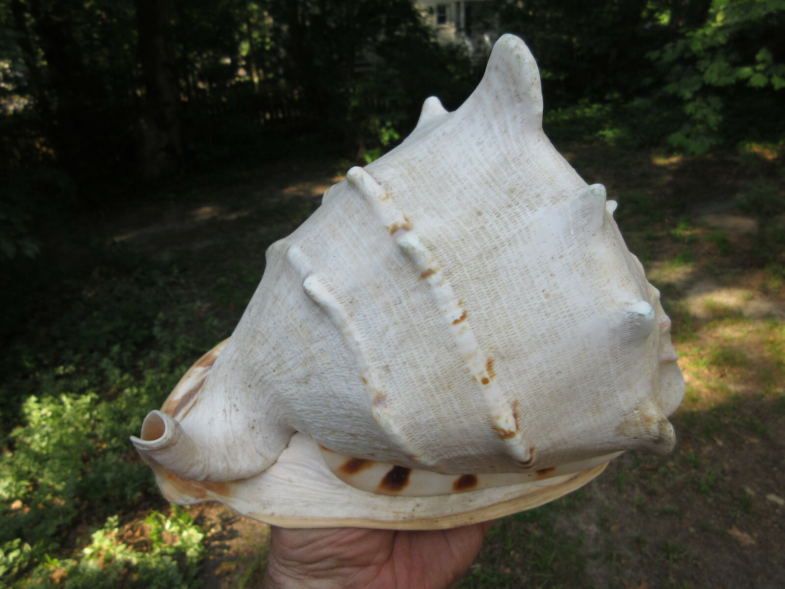 GIANT Cassidae Cornuta Cassis Madagascariensis Spinella 9.5" 241mm Sea Shell | eBay