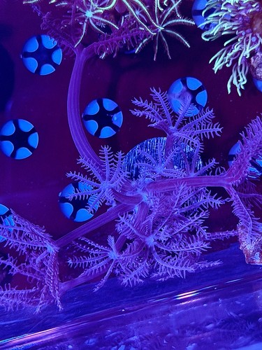 Anthelia waving hand sm colony CK Wysiwyg live coral frag | eBay